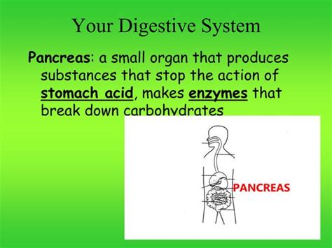 Digestive System Grade 4 Igcse Easy Notes Ppt Ppt Nutrition