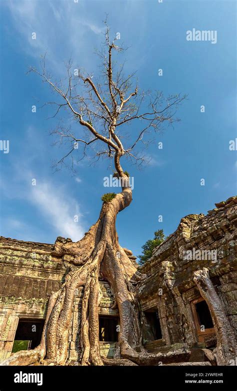 Ta Prohm Temple With Ficus Strangulosa Tree Growing Over It In Angkor Wat Siem Reap Cambodia