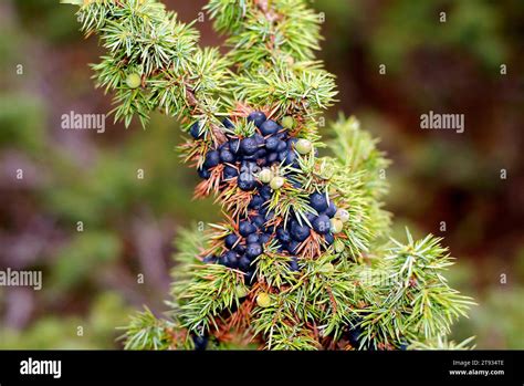 Common Juniper Juniperus Communis Communis Is An Evergreen Shrub Native To Eurasia And North