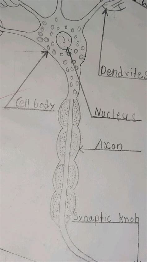 Human Nerve Cell Sketches Humanoid Sketch Nerve Cell