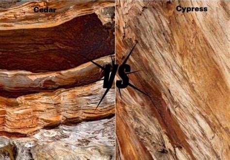 Cedar Vs Cypress Mulch The Definitive Guide Mulch Universe