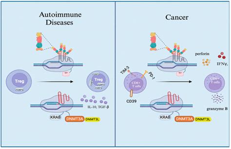 Applications Of CRISPR Epigenome Editors In Tumor Immunology And