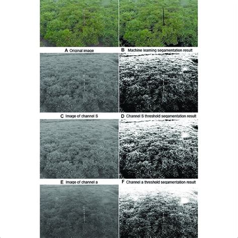 segmentation effects of mangrove vegetation images a original