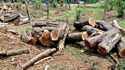 Uprooting Invasive Trees To Reclaim Erodes Tiger Reserve Chennai News Times Of India