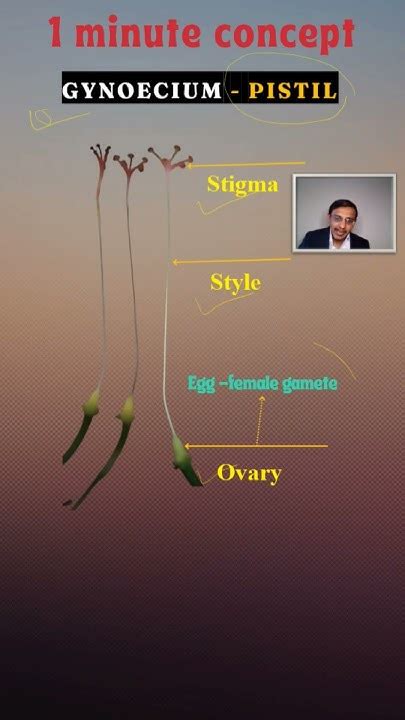 Androecium Gynoecium Stamen Pistil Pollen Bisexual Unisexual Hibiscus Sirajsir Sciflix