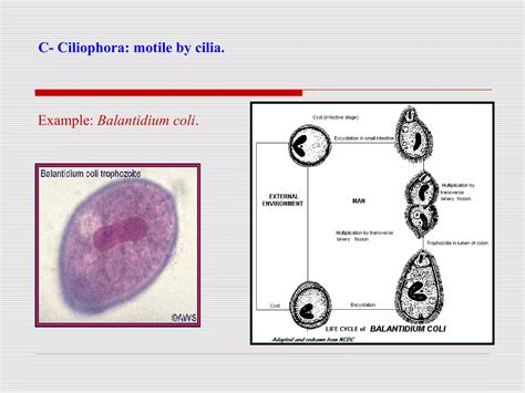 Classification Of Microorganisms Lecture 2 Ppt