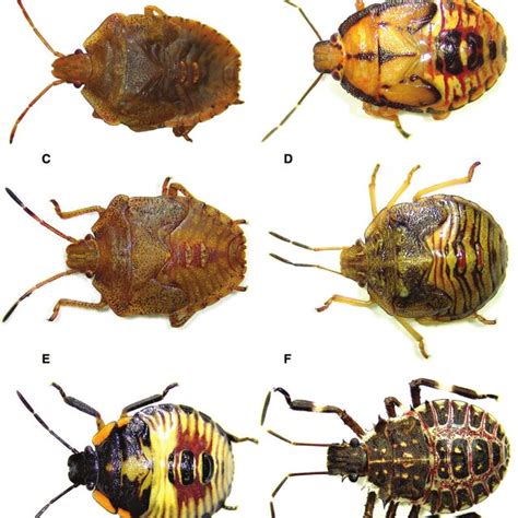 Stink Bug Nymphs Late Instars Encountered In Soybean And Corn Of The