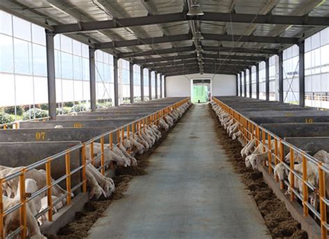 Steel Structure Sheep House Yu An Mental Structure
