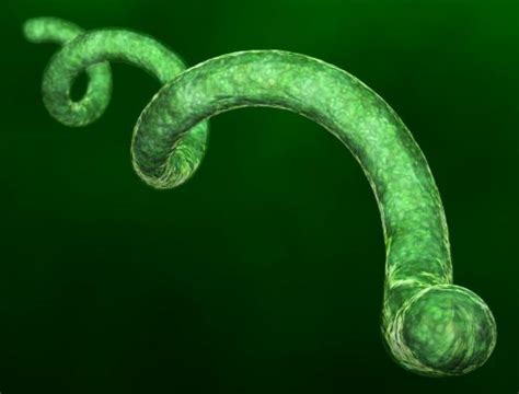 What Is Spirillum With Pictures