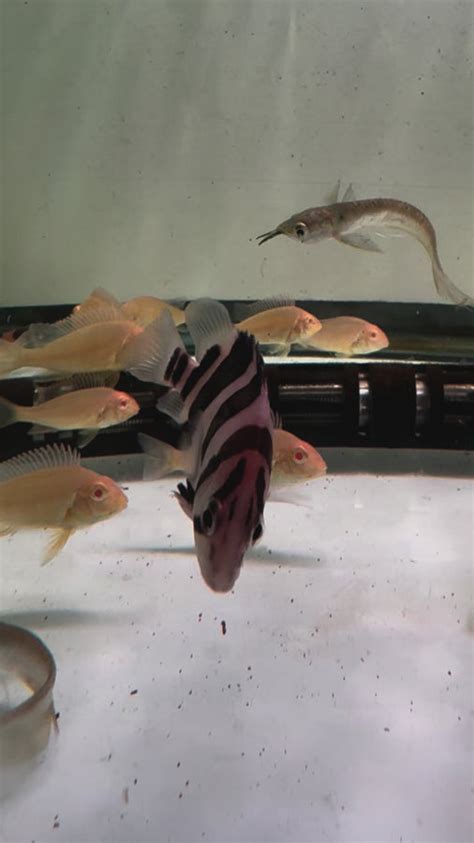3 Bar Indo Datnoid A Grade Datnioides Microlepis