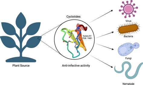 Small And Versatile Cyclotides As Anti Infective Agents Pmc