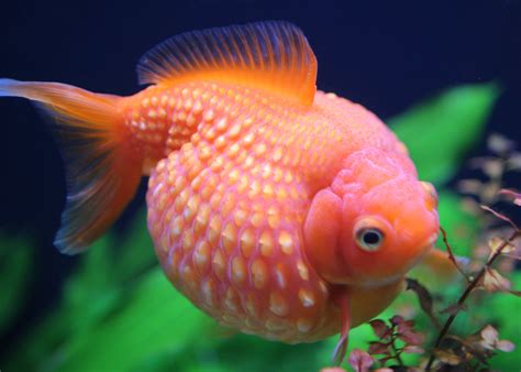Crown Pearlscale Goldfish
