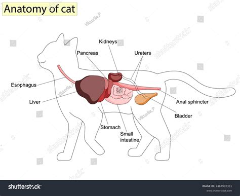 Anatomy Cat Inside Structure Organs Scheme Stock Vector Royalty Free