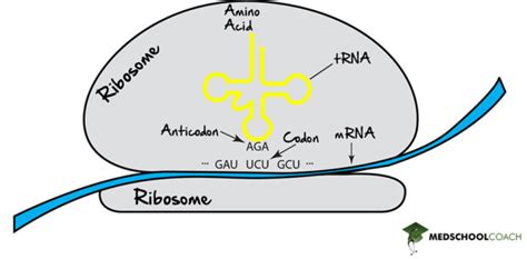 The Genetic Code Mcat Biology Medschoolcoach