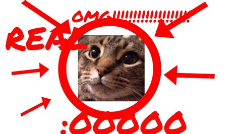 Catmania Exposed Youtube