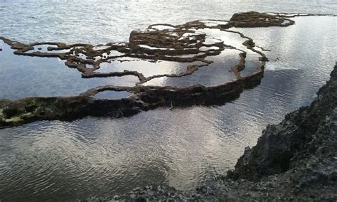Mapua Vaea Blowholes Tongas Wild Ocean Show