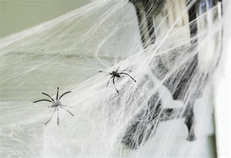 How To Get Rid Of Spiders Essential Pest Solutions