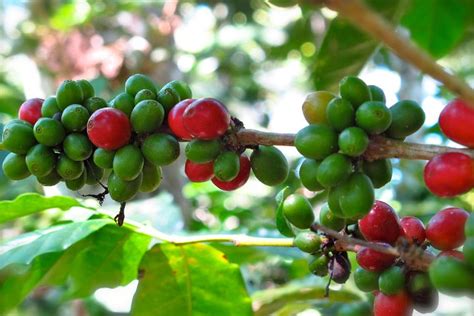 2023 Coffee Tour Provided By Matagalpa Tours Tripadvisor