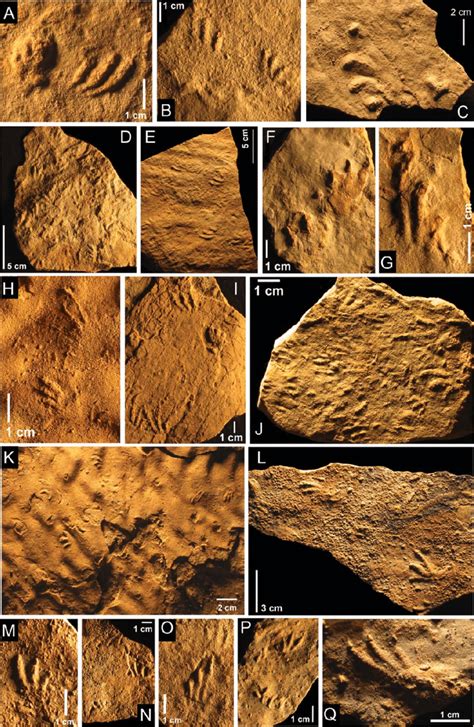 Rhynchosauroides Isp Isolated Pes And Manus Imprints From The