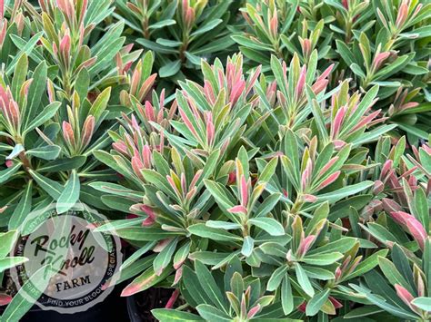Euphorbia Tiny Tim Martins Spurge Rocky Knoll Farm