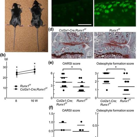 Expression Patterns Of Runx1 And Bapx1 In Articular Cartilage A