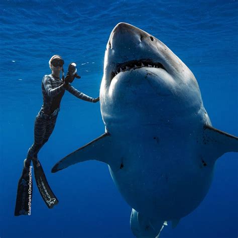 Worlds Largest Great White Shark