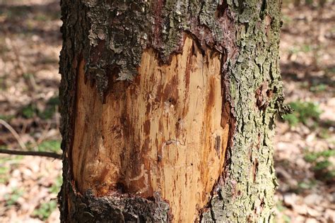 Tree Bark Damage Solutions For Indiana Complete Tree Care