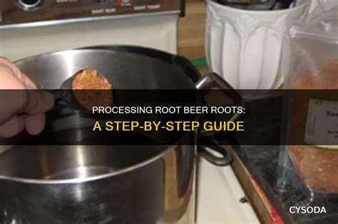 Processing Root Beer Roots A Step By Step Guide Cysoda