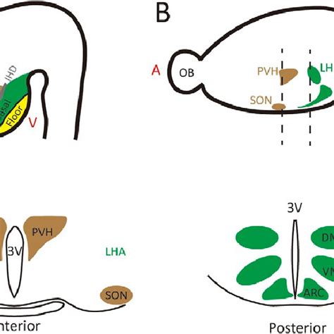 Pdf The Paraventricular Nucleus Of The Hypothalamus Development
