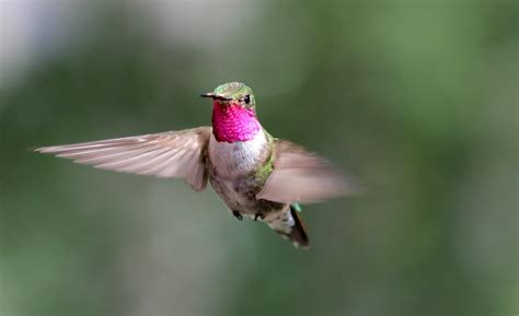 Hummingbirds See Beyond The Rainbow