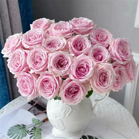 Pink Avalanche Dutch Florist Shrub Rose Floweringtreesonline