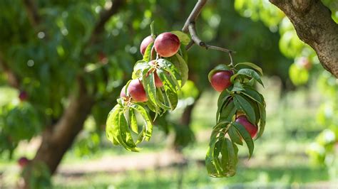 Cutri Fruit And Ah Vision Charged After Worker Death In At Woorinen