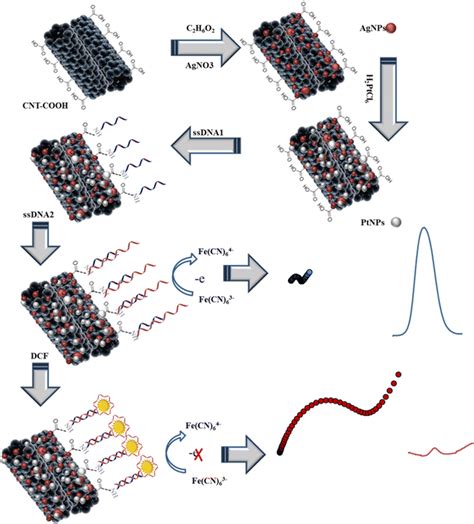 Schematic Representation Of Different Steps Of Aptasensor Fabrication