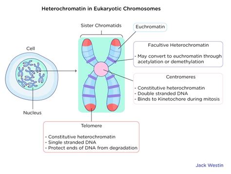 Heterochromatin Vs Euchromatin Eukaryotic Chromosome Organization