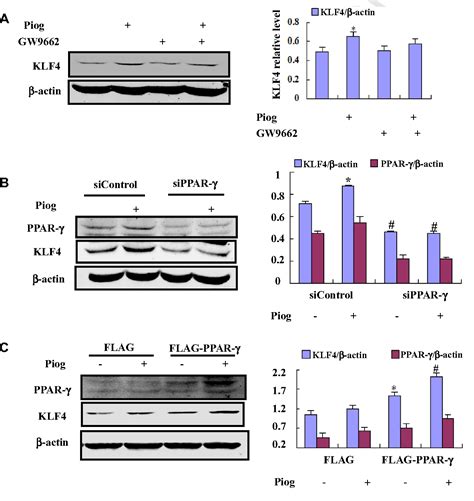 Figure 1 From Ppar γ Agonist Stabilizes Klf4 Protein Via Activating Akt