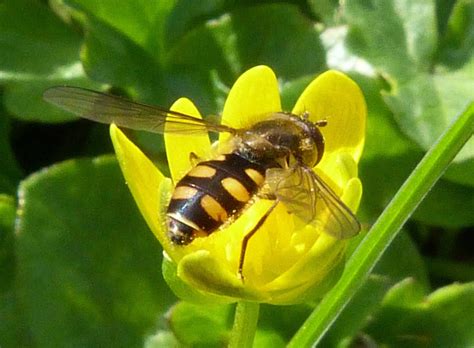 Insects Of Scotland Hoverflies