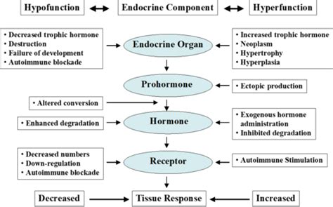 Endocrine Hyperactivity