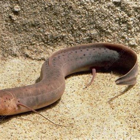 Where Is The African Lungfish Diy Seattle