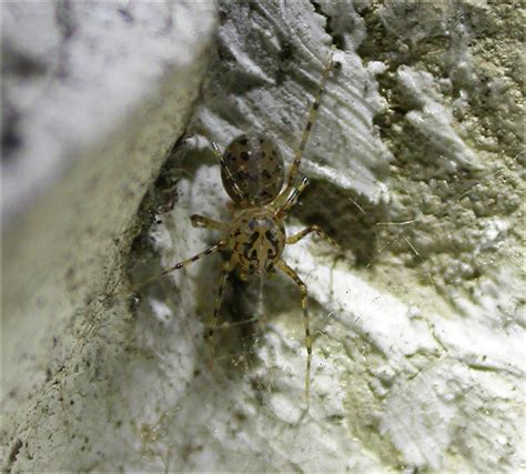 Arachnerds Spitting Spider Scytodes Thoracica