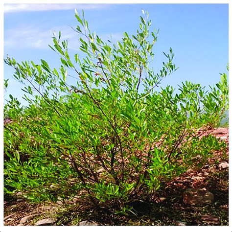 Matured Plant Of Dodonaea Dodonaea Viscose Download Scientific