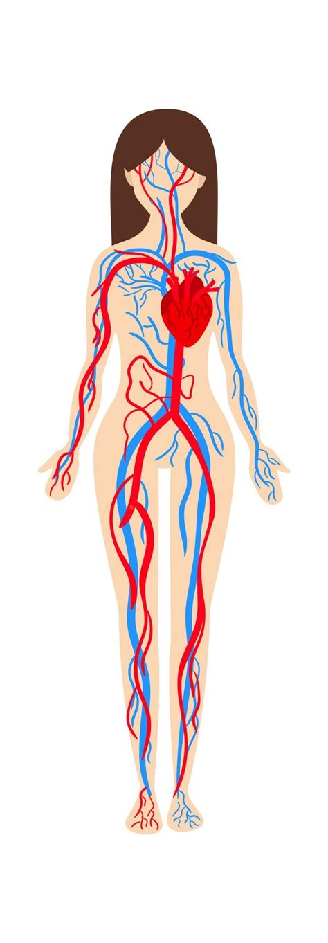 Menselijk Lichaam Bloedsomloop Afbeeldingen Gratis Downloaden Op Freepik