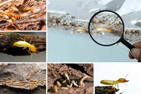 65 Living Rooms With Tile Flooring Photos