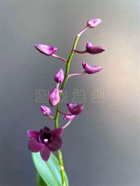 迦南石斛兰黑猫 迦南兰业