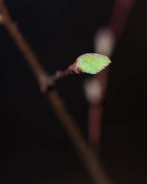 Tree Budding In October Photograph By Jakub Sisak Fine Art America