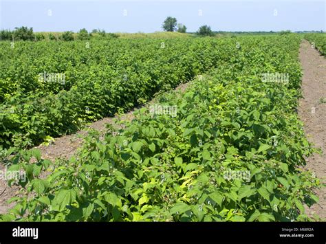 Healthy Raspberry Plantation In The Stage Of Flowering During The Sunny