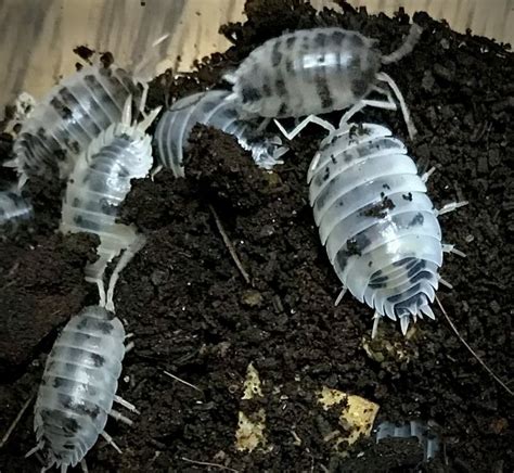 Dairy Cow Isopods Care At Eileen Perry Blog