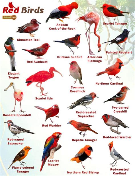 Pink Birds Facts List Pictures And More