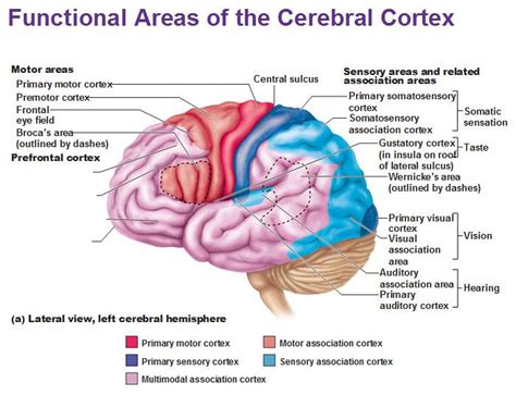 Left Lateral View Functional Areas Cerebral Cortex Motor Sensory Association Areas Cerebral