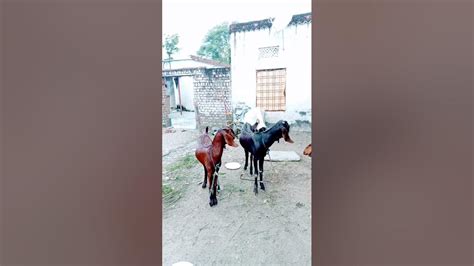 Bakri Got Sorts Youtube