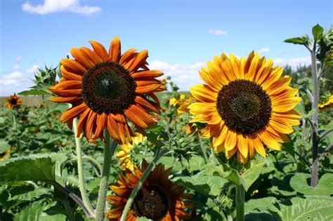 19 Beautiful Sunflower Varieties To Brighten Your Garden